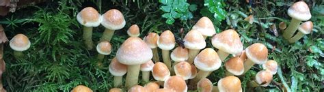 Foundation Of The Forest Cycle Industrious Decomposers Raincoast