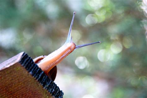 Remembrance By Purpledino92 On Deviantart