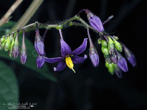 Bittersweet Nightshade Invasive