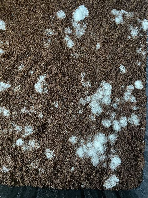 Mycelium Or Trichoderma Rshroomery