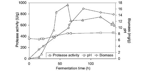 Kinetic Profile Of Protease Production By Bacillus Subtilis In Download Scientific Diagram