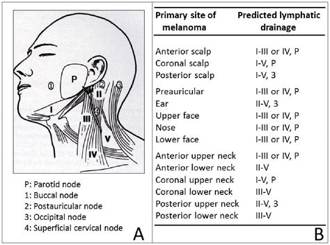 Cpt Code Sentinel Lymph Node Biopsy Axilla Foptbros