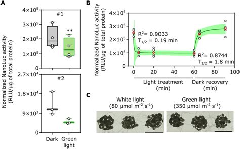 Characterization Of The Split Nluc Ocp2 Photoswitch In A Thaliana