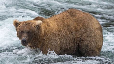 This Is How A Mama Bear Won Fat Bear Week Katmai National Park