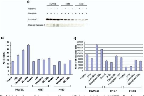 Figure 4 From Integrin αvβ3 Antagonist Cilengitide Enhances Efficacy Of