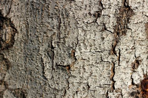 Premium Photo Tree Bark Texture For Natural Background