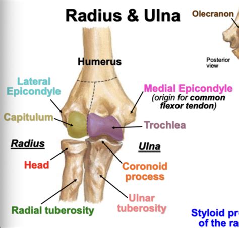 Mi Anterior Forearm Palm Of Hand And Wrist Flashcards Quizlet
