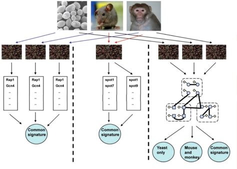 Cross Species Analysis Of Microarray Expression Data Pmc
