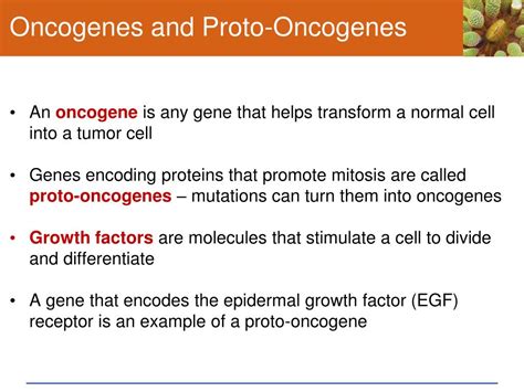 Ppt Chapter 11 How Cells Reproduce Powerpoint Presentation Free Download Id 597902