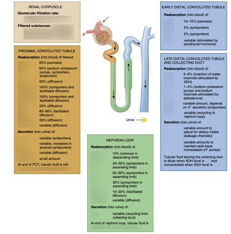 Summary Of Filtration Reabsorption And Secretion In The Nephron And Collecting Duct Diagram