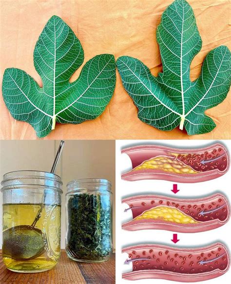 Убави Скриеното лековито дејство на листовите од смоква…Природна поддршка за дијабетес