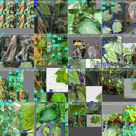 基于yolov8 yolov7 yolov6 yolov5的植物叶片病害识别系统（python pyside6界面 训练代码） 知乎
