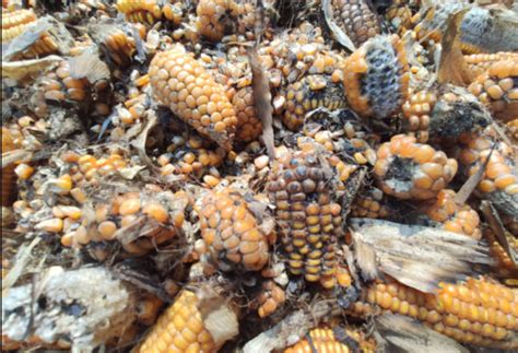 Millers Warn Of High Aflatoxin Levels In Ugandan Maize On Sale In Kenya