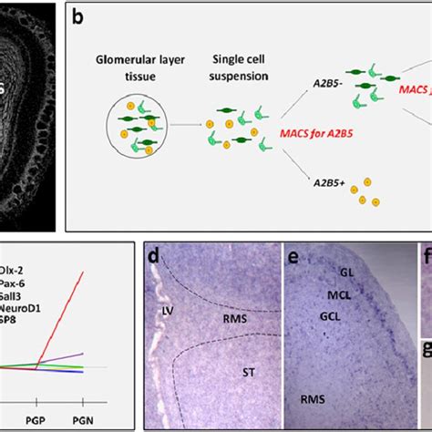 Neurod1 Induces Generic Neuronal Markers In Vivo Molecular Phenotype Of Download Scientific