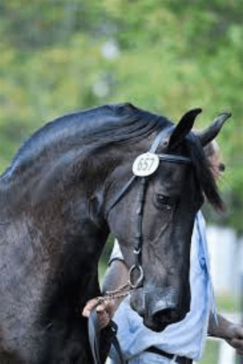 How To Understand A Friesian Keur Score From The Linear Score Sheet