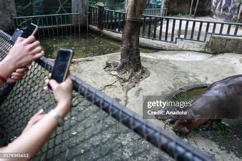 235 Moo Deng Photos And High Res Pictures Getty Images