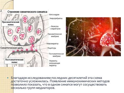 Медиаторы нервной системы - презентация онлайн