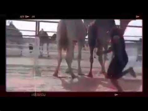 Hard Kick Camel Funny Youtube