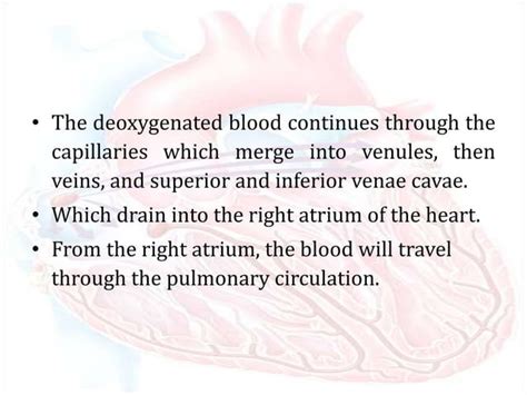Pulmonary And Systemic Circulation PPSX