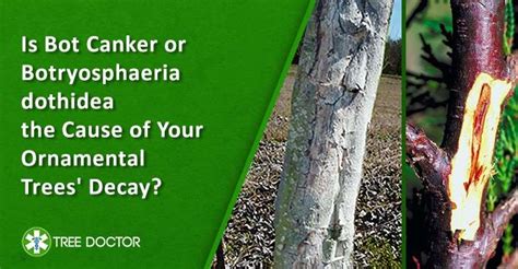 Tree Canker Disease Treatment And Control