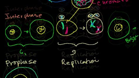 Митоз хуваагдлын үе шатууд Youtube