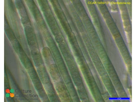Oscillatoria Sp
