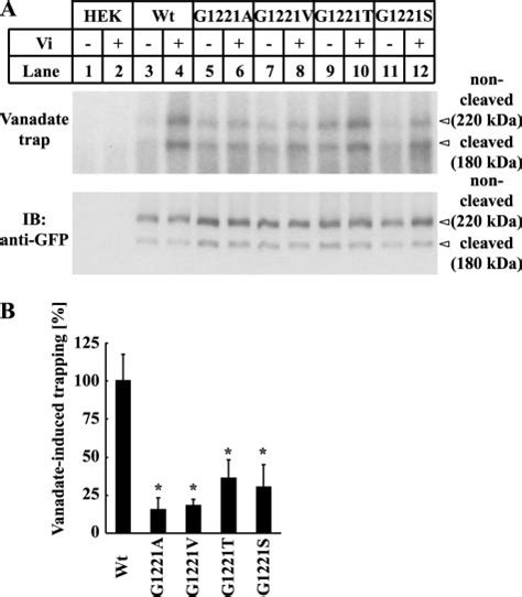 Vanadate Induced Nucleotide Trapping In Site Directed Mutant Proteins