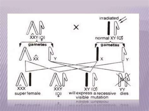 Mutation Detection Systems Navi Ppt