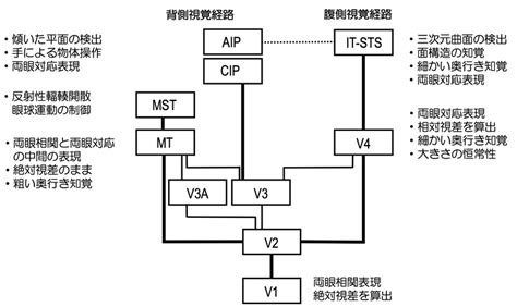 ファイル Fujita Binocular Stereopsis Fig7 Png 脳科学辞典