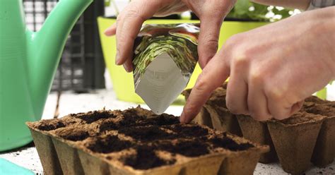 როგორ მოვამზადოთ თესლი იმისთვის რომ ზედმეტი ნერგის გაზრდა აღარ მოგვიწიოს