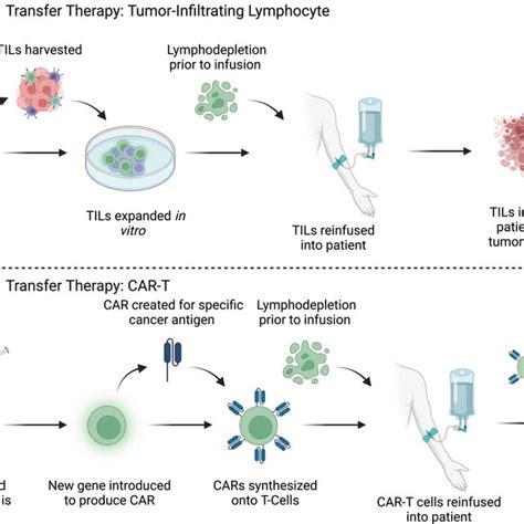 Adoptive Cell Transfer Techniques Currently Undergoing Clinical Trials Download Scientific