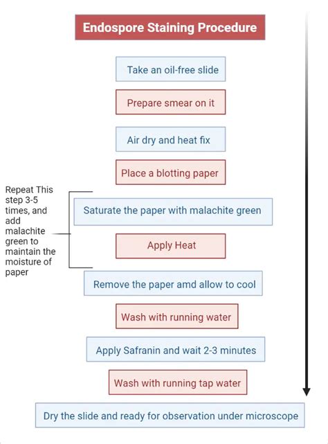 Endospore Staining Principle Procedure Result Biology Notes Online