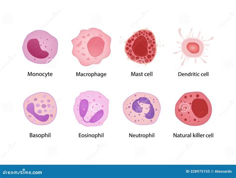 Immune System Cells Basophil Eosinophil Neutrophil Monocyte And Fibroblast Cartoon Flat