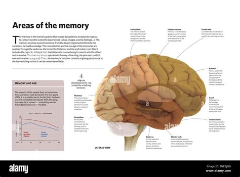 Infographic About The Areas Of The Memory And The Different Functions Implied Adobe Indesign