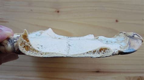 Tortoise Shell Deformities A View From The Inside