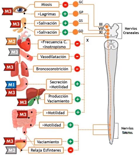 Receptores Muscarinicos En Los Distintos Sistemas En 2025 Receptor