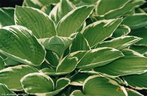 ХОСТА (Hosta) / Питомник растений КФХ "САД МЕЧТЫ" - АГРОНОМЫ ...