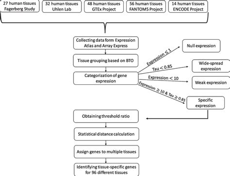 Workflow For The Identification Of Tissue Specific Genes Firstly