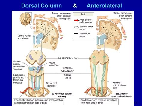 Review Of Neurophysiology Sensory System 2016 Ppt