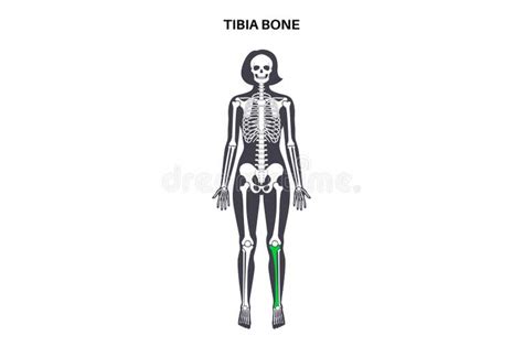 Tibia Bone Anatomy Stock Vector Illustration Of Isolated 308632221