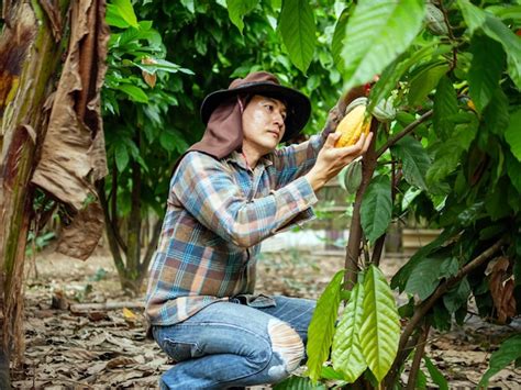 Premium Photo Cocoa Farmer Use Pruning Shears To Cut The Cocoa Pods Or Fruit Ripe Yellow Cacao