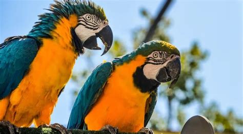 Apakah Burung Beo Mengerti Apa Yang Diucapkan Okezone Ototekno