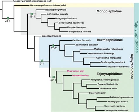 Full Article New Data On Aphids From Taimyr Amber And Systematic