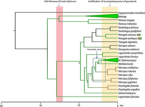 Time Calibrated Bayesian Phylogeny Of The Macropodidae With Nodes