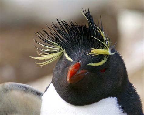 Le Manchot Gorfou Sauteur Eudyptes Chrysocome Oiseaux Marins Vie