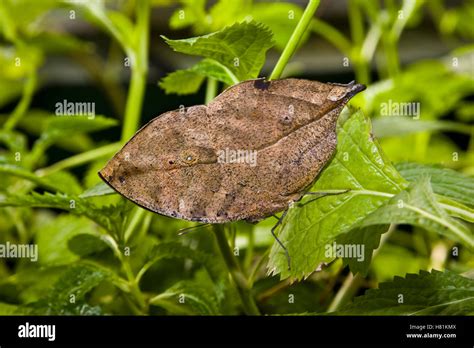 Angled Leafwing Anaea Glycerium Butterfly Mimics Dead Leaf Tucson
