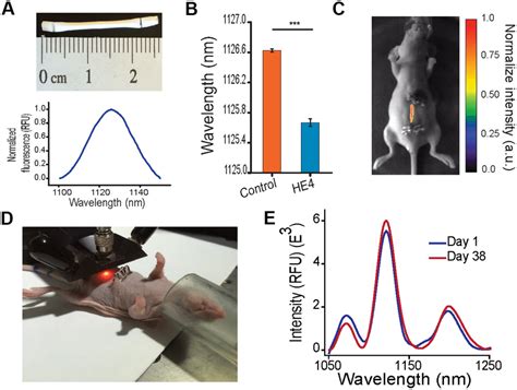 Implantable Nanosensor Device A Semipermeable 500 Kda Mwco Membrane Download Scientific