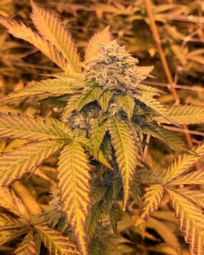 Scoops Strain Info Scoops Weed By Exotic Genetix Growdiaries