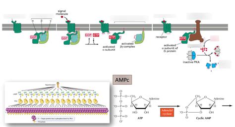 Cell Signalling Diagram Quizlet