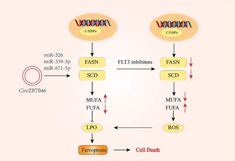 Schematic Diagram Of Ferroptosis In Flt3 Itd Aml Cells Induced By Flt3 Download Scientific